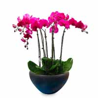 Free 9am to 6pm Flower Delivery Singapore | SG Florist | Premium Flower ...